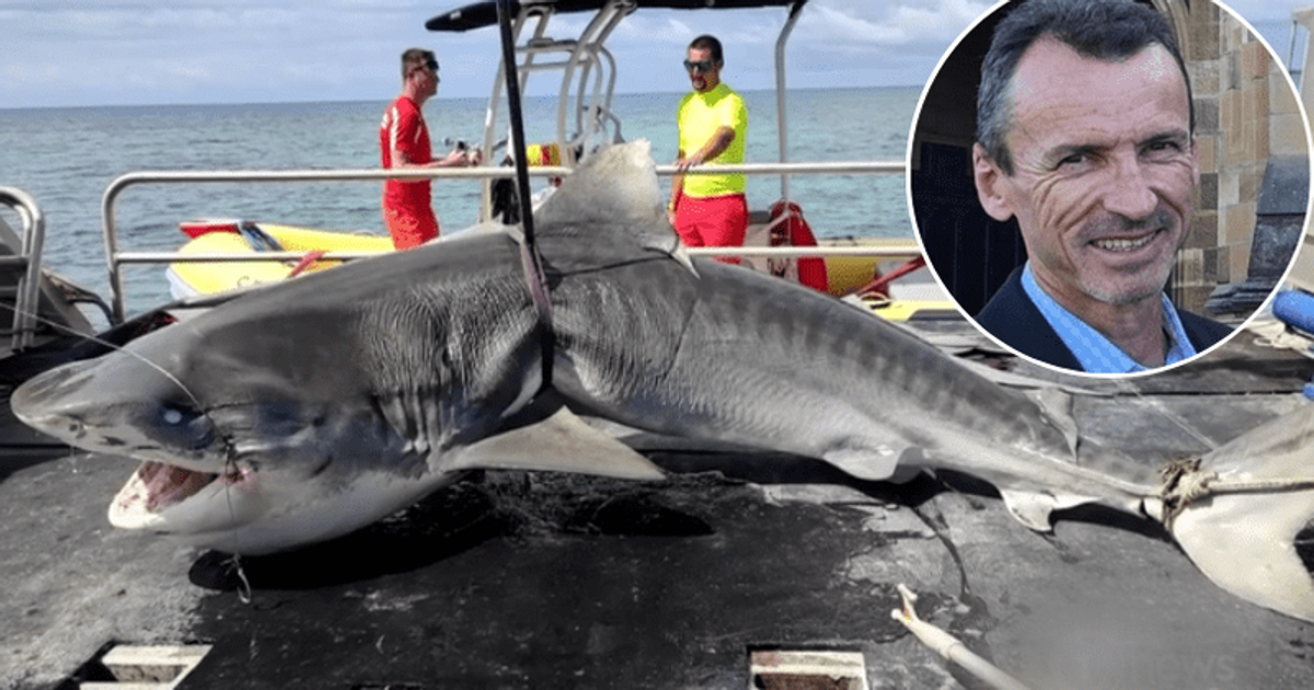 Predatory 13-feet tiger shark that mauled tourist Chris Davis to death ...
