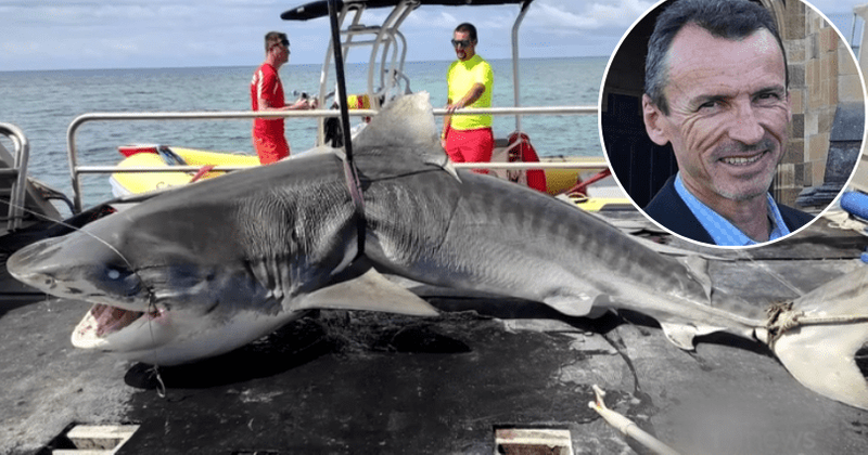 Predatory 13-feet tiger shark that mauled tourist Chris Davis to death ...