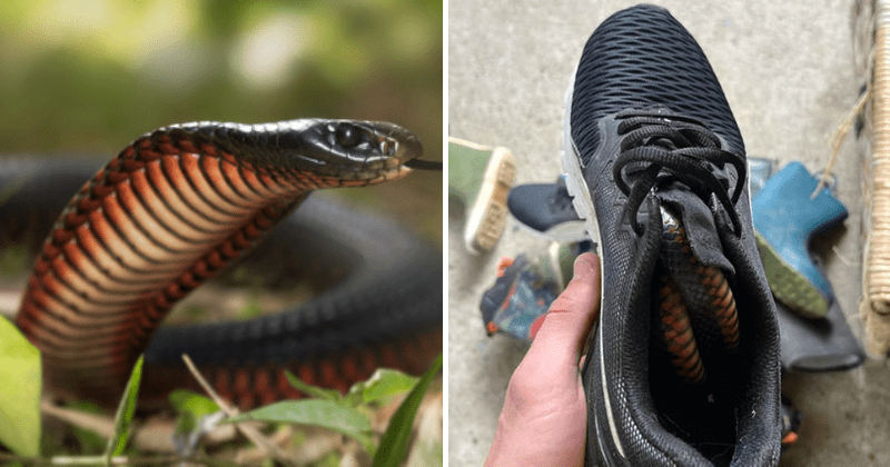 Man gets shock of his life when he looks into his shoe | MEAWW