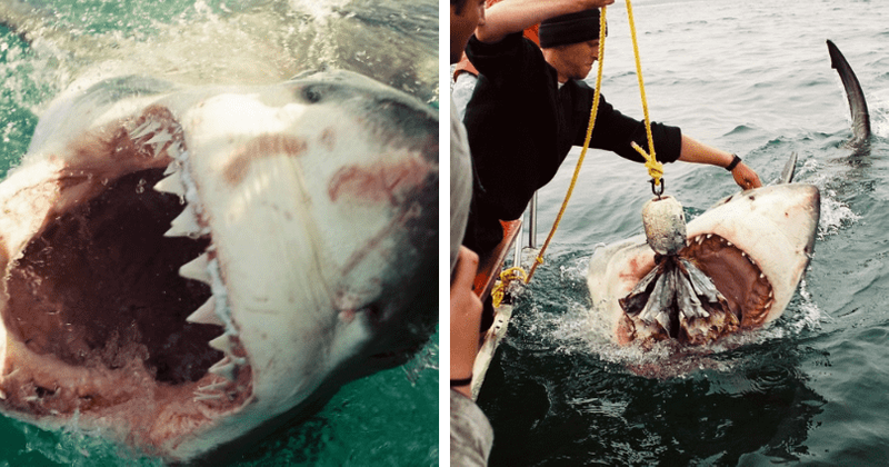 Christian Kemper: Daredevil diver reaches into jaw of 17ft great white ...