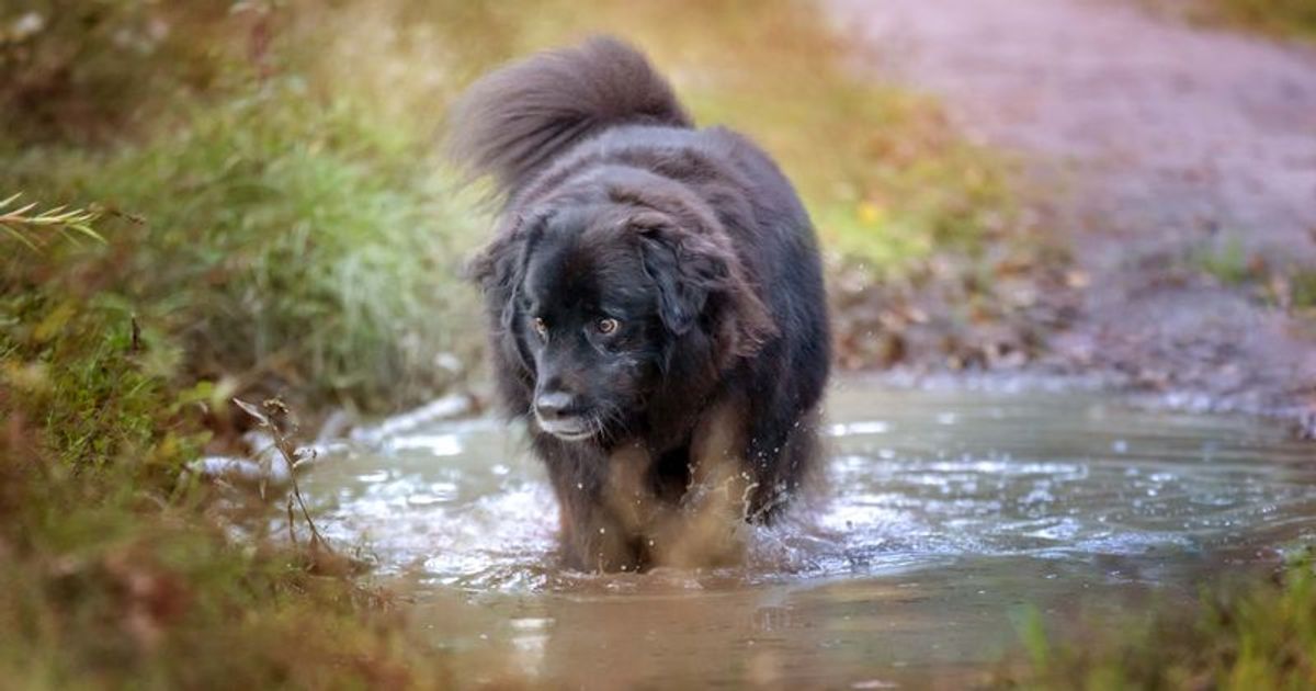 Family raises 250-pound 'dog' for two years only to find that it's a ...