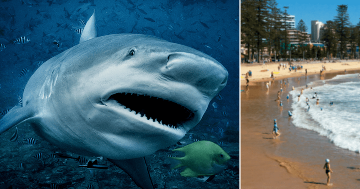 Panic at Manly Beach: Bull shark sighting has swimmers jumping on jet ...