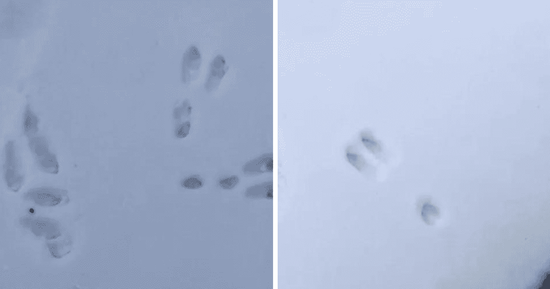Internet left gobsmacked after man shares images of BIZARRE footprints ...