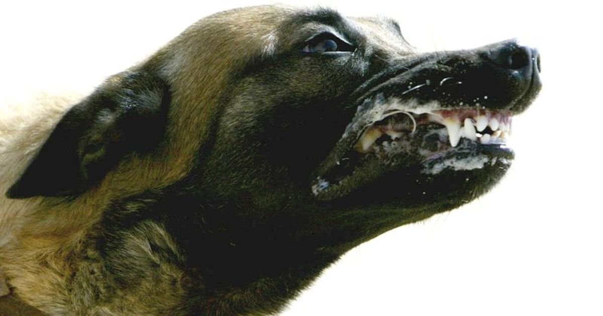 Four dogs maul man to death while working in Jurupa Valley, surrendered ...