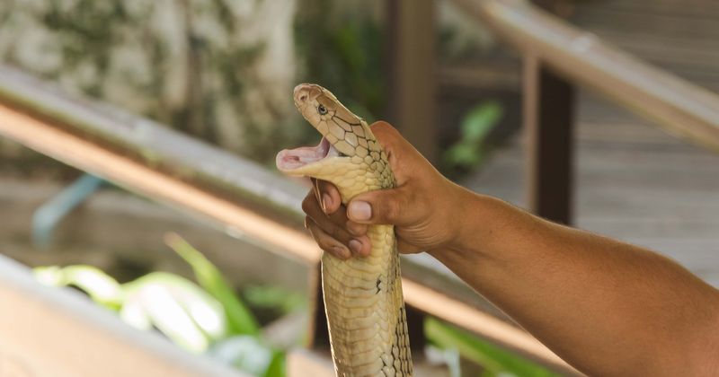 'Better me than her': Brave father gets bitten by snake while trying to ...
