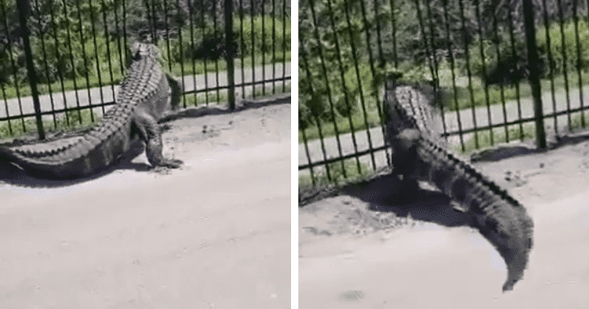 'He knows what he's doing': 'Superman' alligator tears through aluminum ...