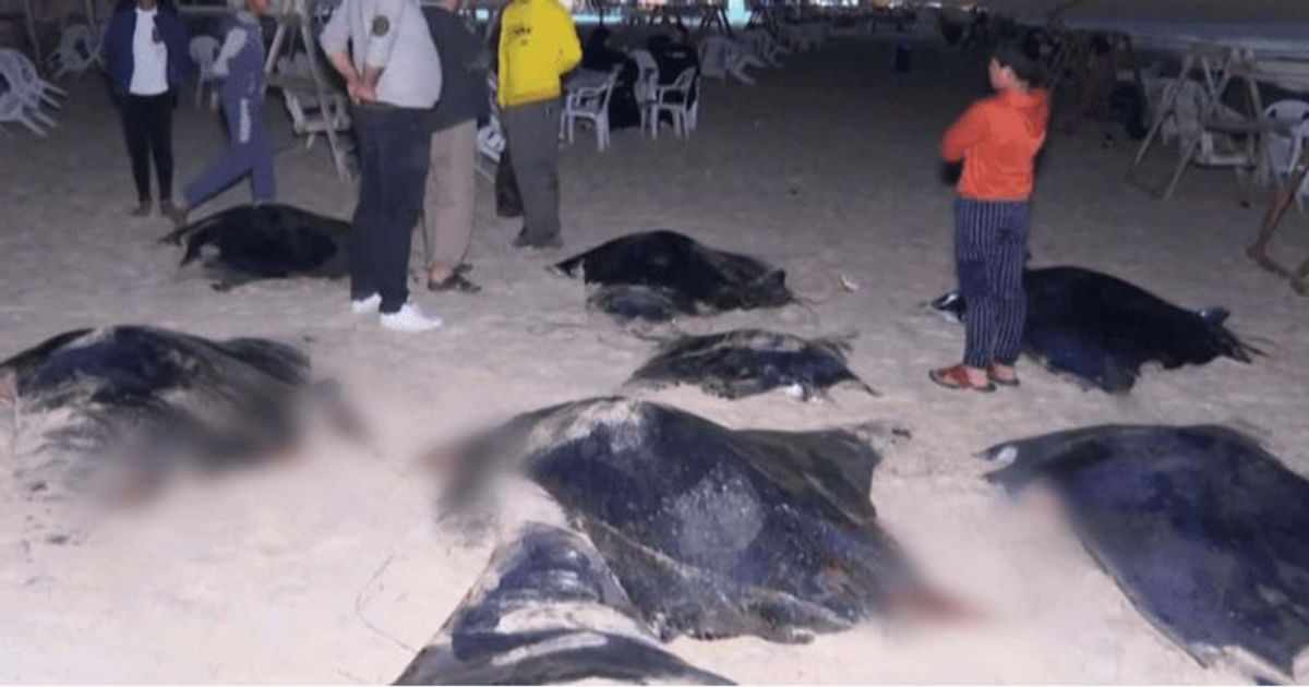 Fishermen celebrate mass catch of endangered manta rays in bloody ...