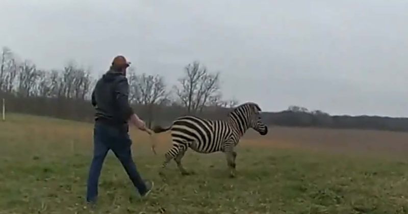 ZEBRA attacks Ohio man and almost rips off his arm | MEAWW