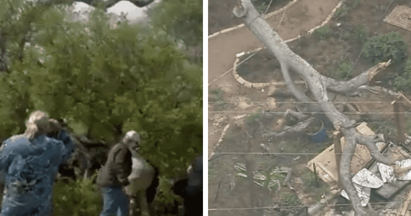 7 hurt as tree branch falls on visitors at San Antonio Zoo | MEAWW