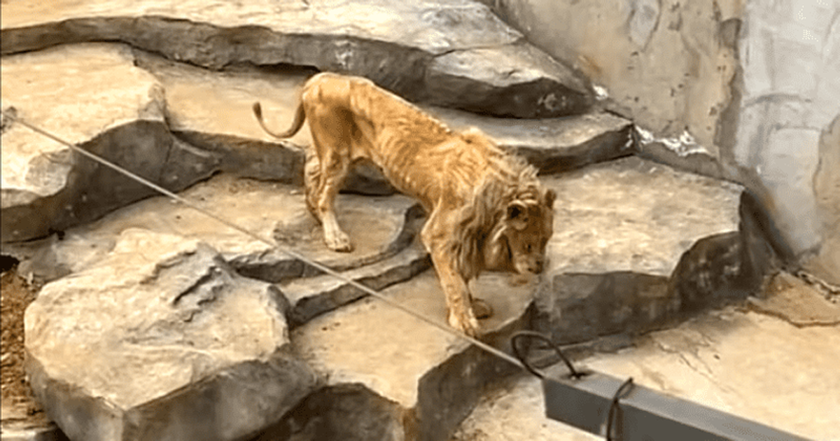 Internet outraged by shocking footage of starving lion in zoo | MEAWW