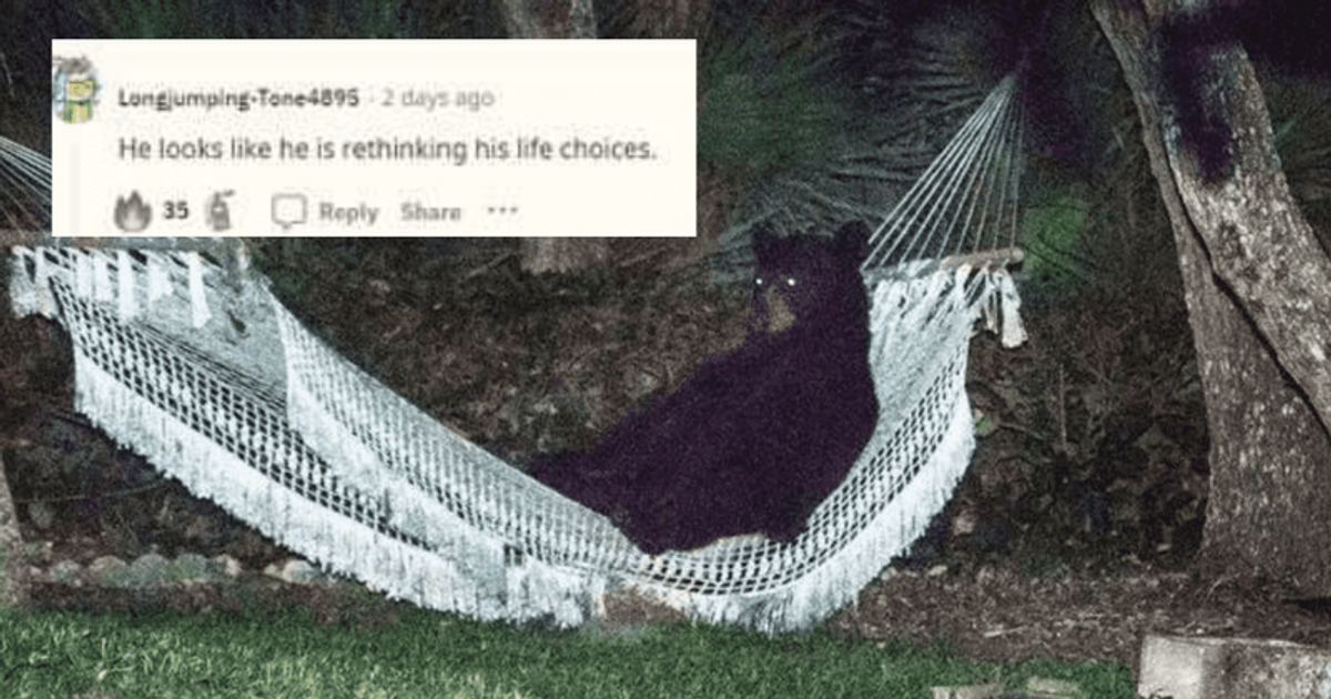 'Stressed' bear seen 'relaxing' on hammock in Florida backyard | MEAWW