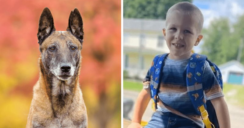 Xavier Carr: 3-yr-old boy nearly loses arm in vicious dog attack | MEAWW