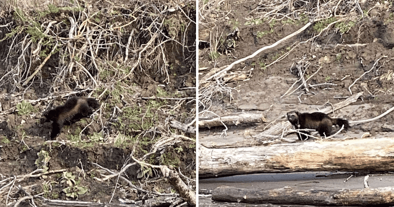 CALL HUGH JACKMAN! Wolverine spotted in Oregon for the first time in 30 ...