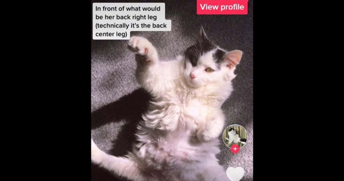 5-legged cat on TikTok leaves people in awe | MEAWW