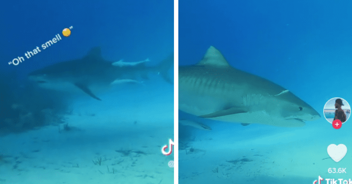 Chilling moment diver films shark's eyes change when it smells him | MEAWW