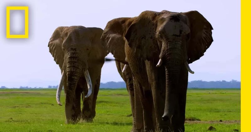 ‘Secrets of the Elephants’: Release date and how to watch TV mini ...