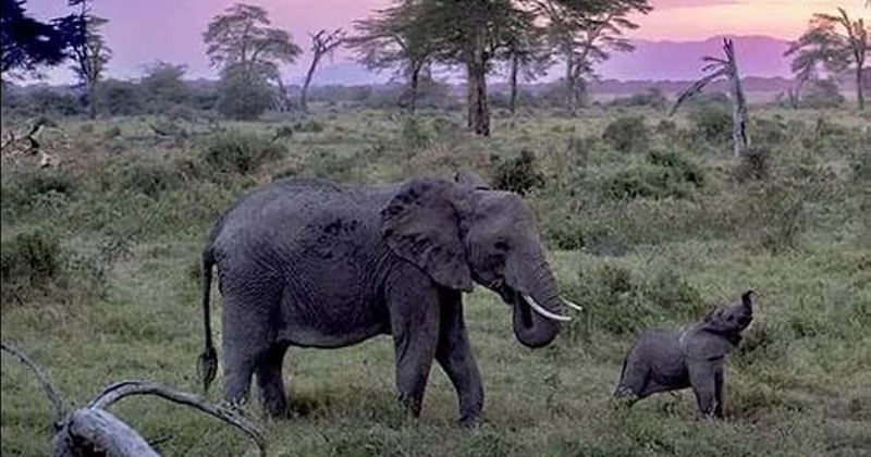 What is the plot of ‘Secrets of the Elephants’? Plot of TV mini series ...