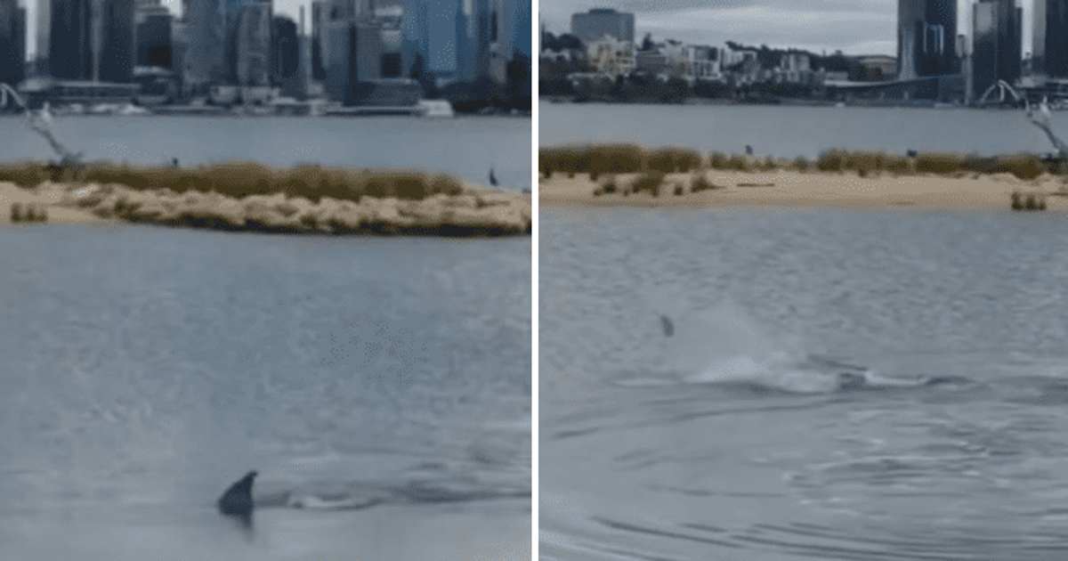 Footage of dolphin's 'savage' behavior towards fish leaves onlookers ...