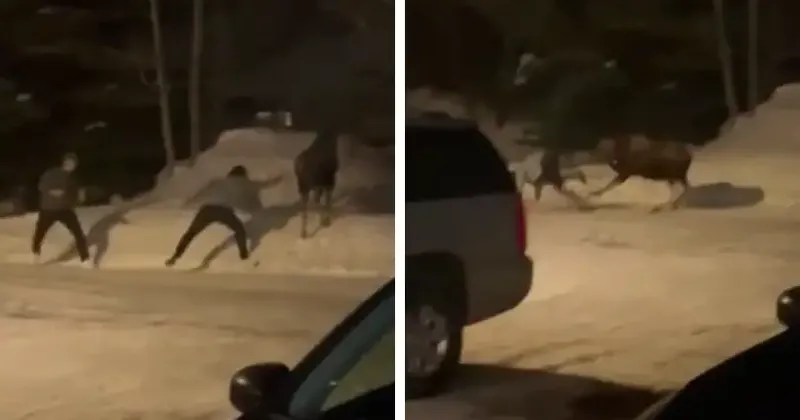 Two 'idiot' tourists attacked by moose after taunting animal DESPITE ...