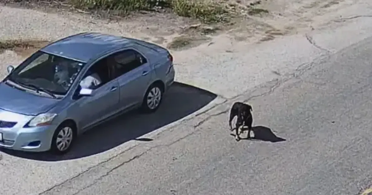 Video shows dog being abandoned by roadside as owner drives away | MEAWW