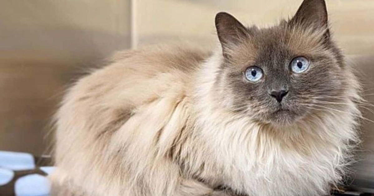 Senior cat Lulu, nearly euthanized for urinating outside litter box ...