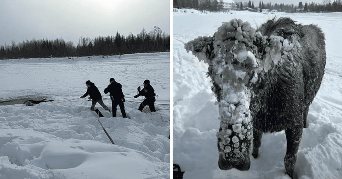 Wild footage shows people and state troopers band together to rescue ...