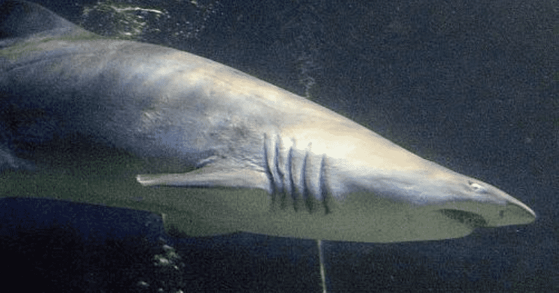 Snorkeler attacked by 220lb shark dives back into water despite having ...
