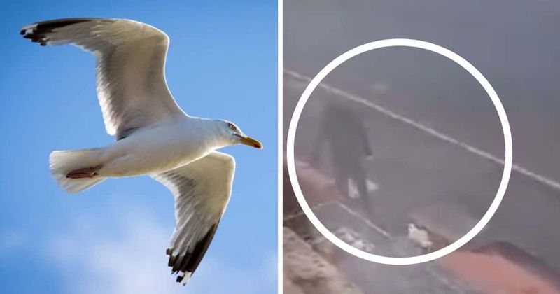 'Extremely vile' man who killed seagull by dragging it with dog leash ...