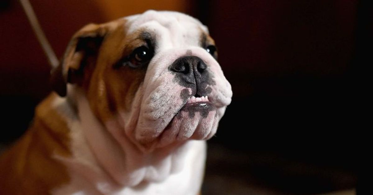 Woman mauled by American bulldog sues rescue shelter for $250K over dog ...