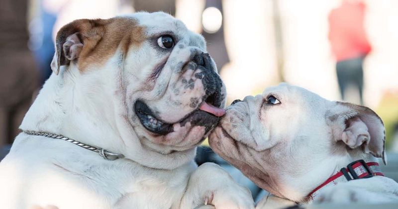 National Bulldogs Are Beautiful Day: 3 unknown facts and ways to ...