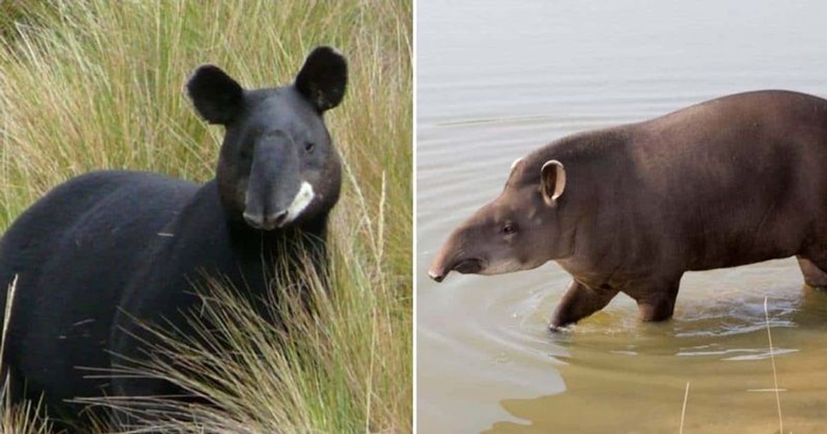 World Tapir Day: 4 species and ways to protect the endangered mammal ...