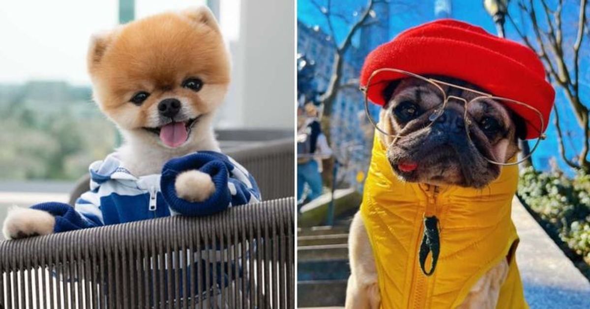 Top 5 dog influencers cynophiles must follow on Instagram | MEAWW