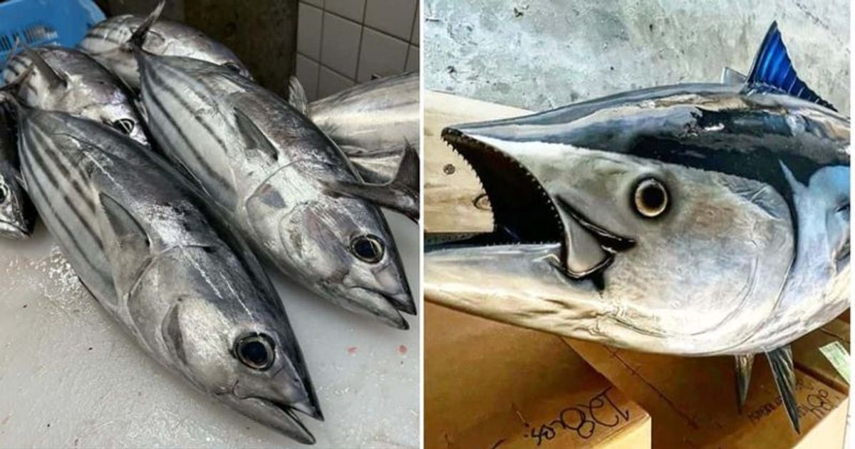 World Tuna Day: 7 species and facts about the saltwater fish | MEAWW