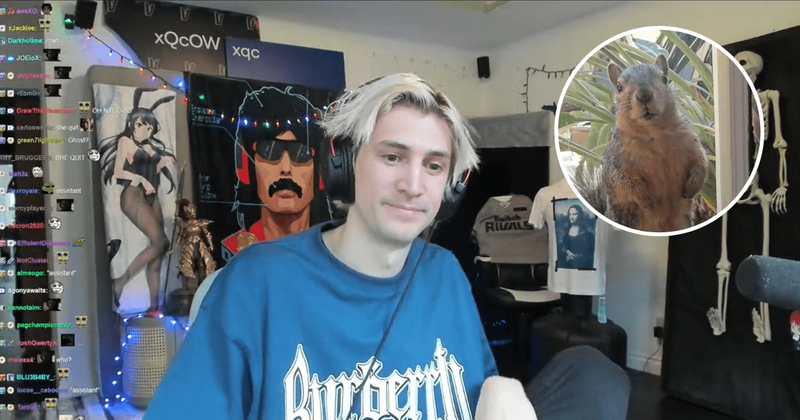 Twitch: xQc announces death of fan favorite ‘pet’ squirrel Sullivan ...
