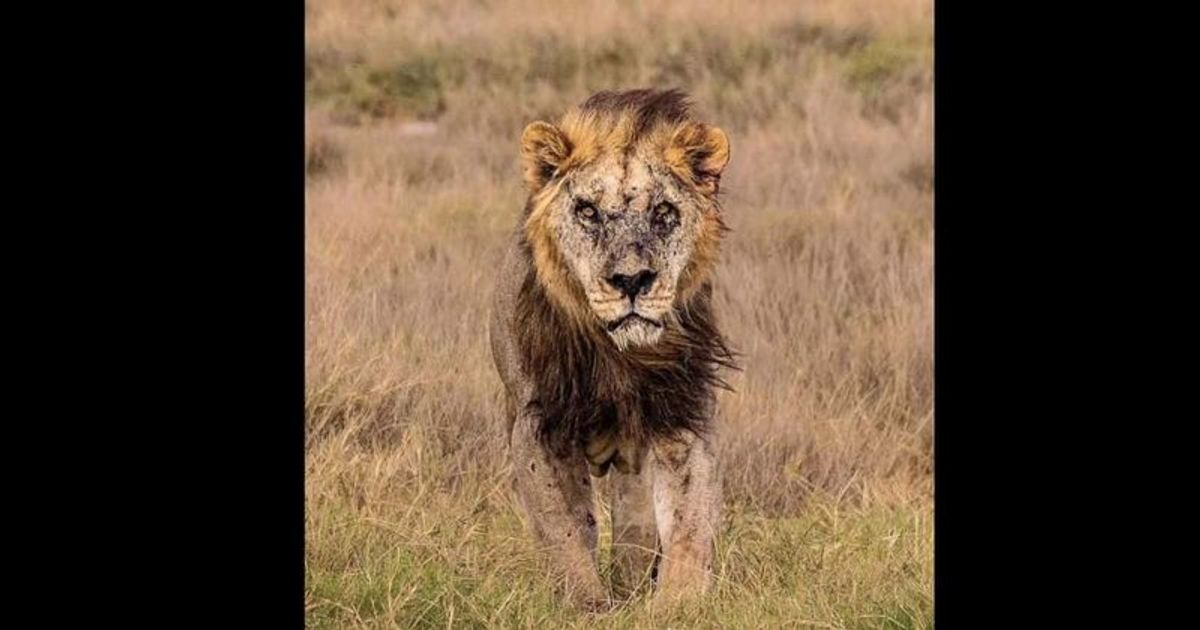 Who was Loonkito? Internet heartbroken as world's oldest lion Loonkito ...