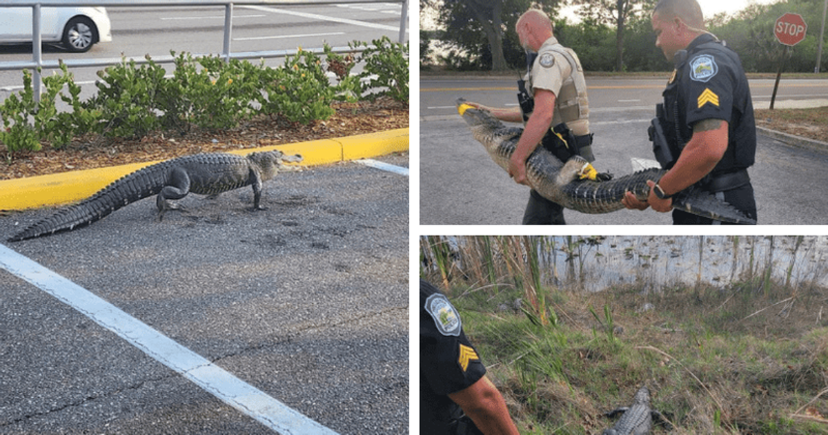 Alligator seen strolling outside Publix to ‘pick up a Pub Sub’ sandwich ...