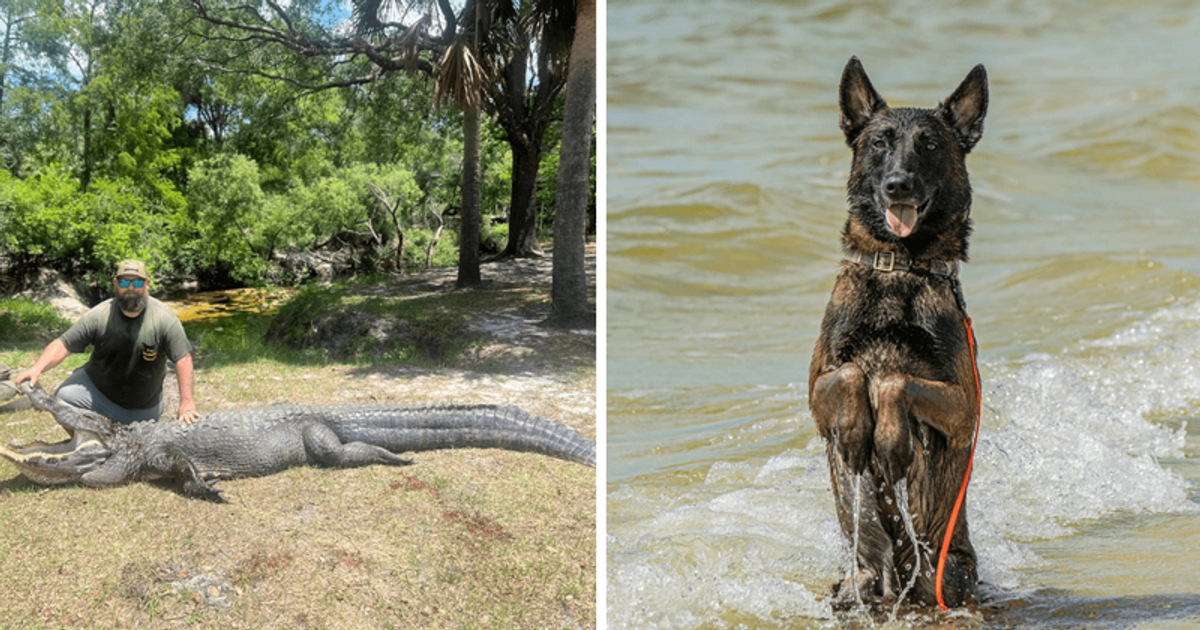 Man heroically saves beloved dog from the jaws of 12-foot alligator | MEAWW