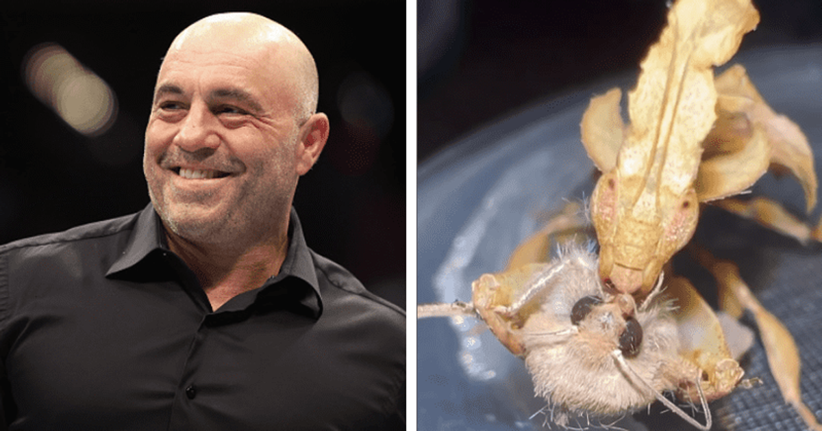 Joe Rogan's 'gross' new obsession leaves his fans in utter disbelief ...