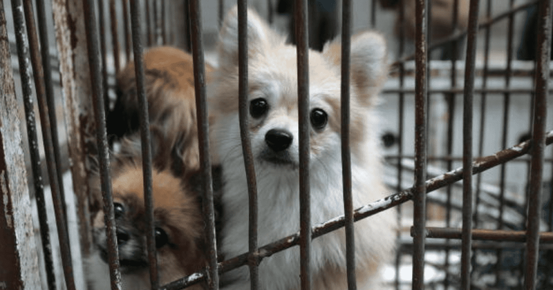 What is the Yulin Dog Meat Festival? Inside the barbaric tradition set ...