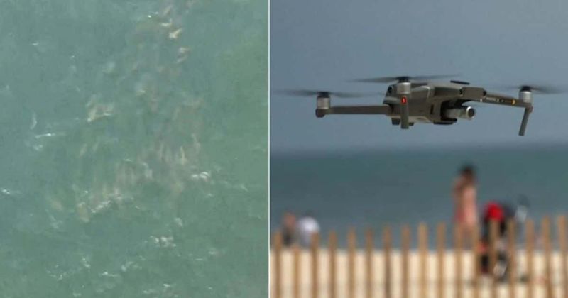 Summer of terror: Video footage shows 50-strong shiver of sharks ...