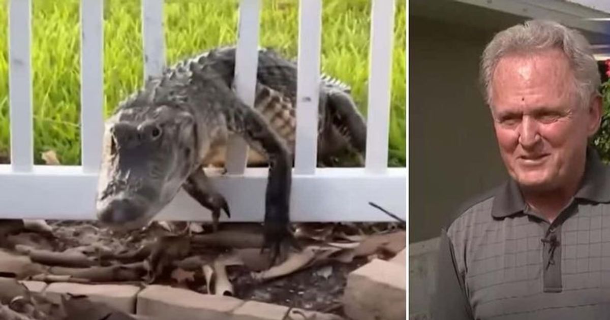 Florida man records shocking video of 6-foot alligator breaking through ...