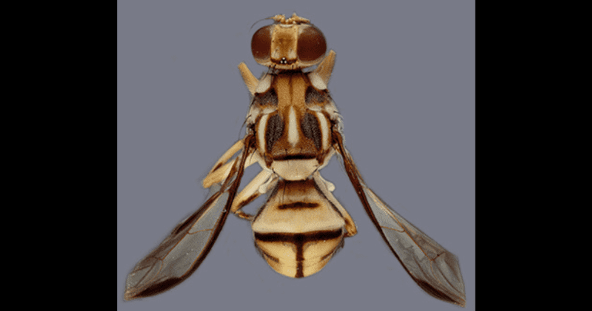 What is Tau fruit fly? Los Angeles neighborhood faces first-ever ...