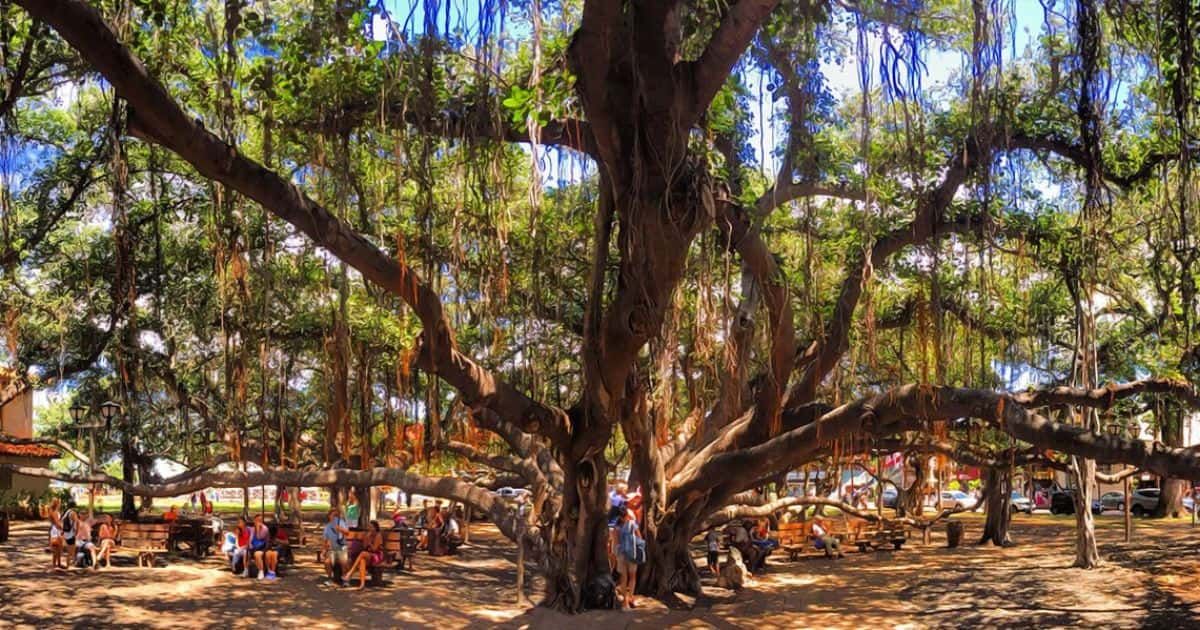Burned but 'still standing': 150-year-old Lahaina Banyan tree emerges ...