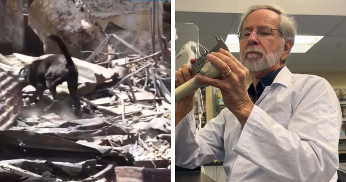 Who is Dr Robert Mann? Forensic expert who analyzed remains of 9/11 ...