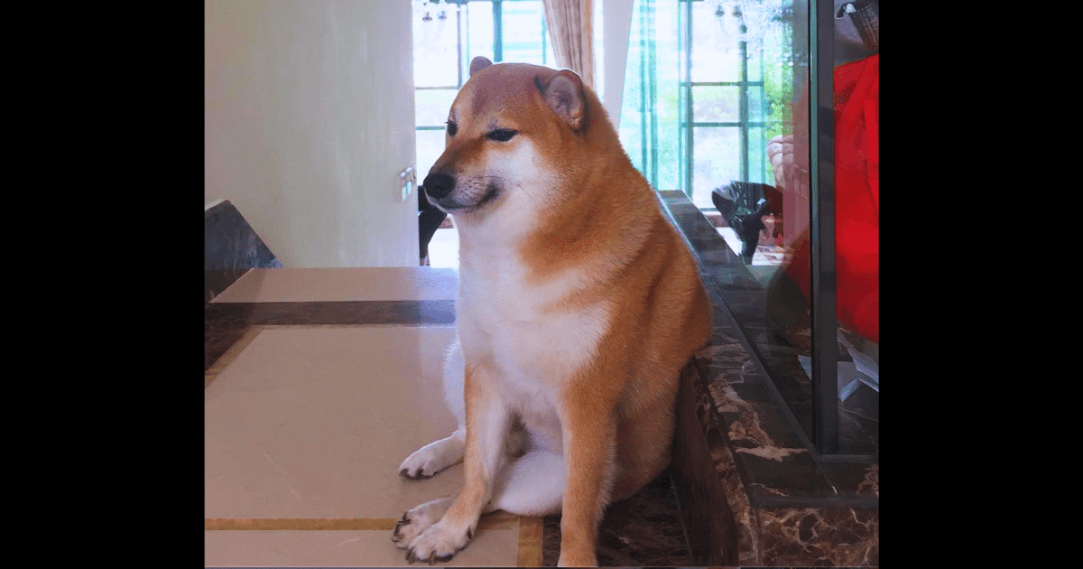 What breed of dog was Cheems? Beloved 'doge meme' pooch dies after falling asleep during cancer ...