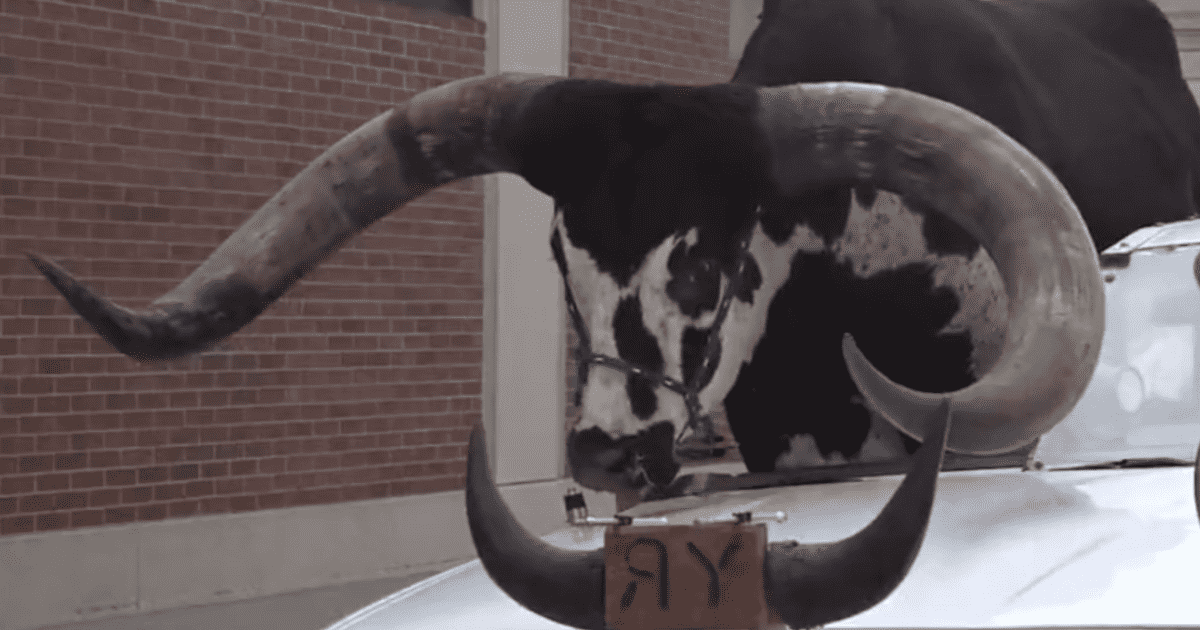 Who is Howdy Doody? Watusi bull goes viral after it gets pulled over by ...