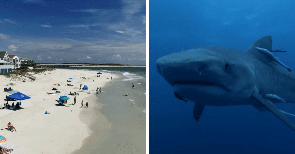 Who is Mark Summerset? SC surfer bitten in the face by spinner shark at ...