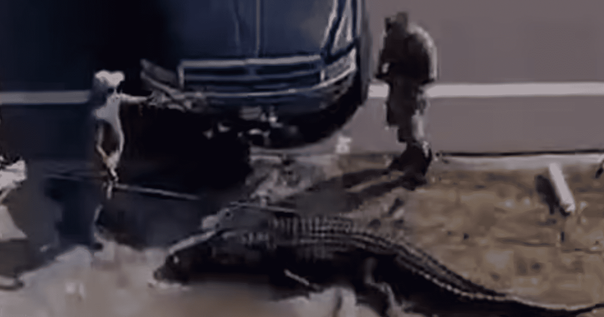 Chilling footage shows 14-foot alligator dragging corpse down Florida ...