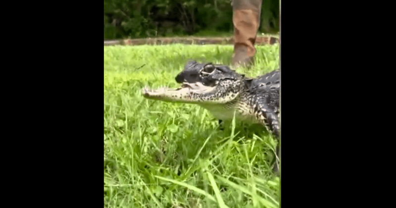 Who runs Gatorland? Rescued jawless Florida alligator named in honor of ...