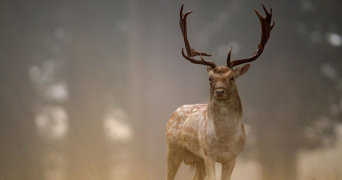 Arizona woman succumbs to injuries in first elk attack fatality in ...